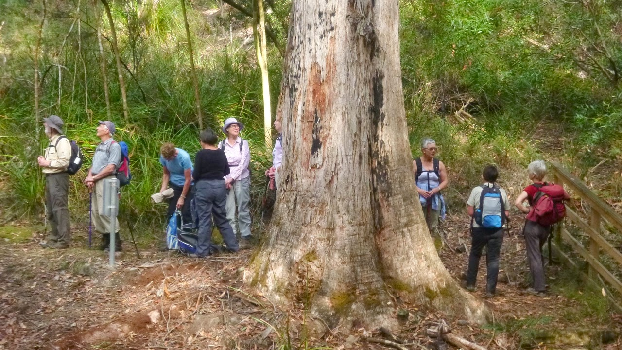 Ramblings: Nierinna Creek – Tramway Hill – Margate Rivulet