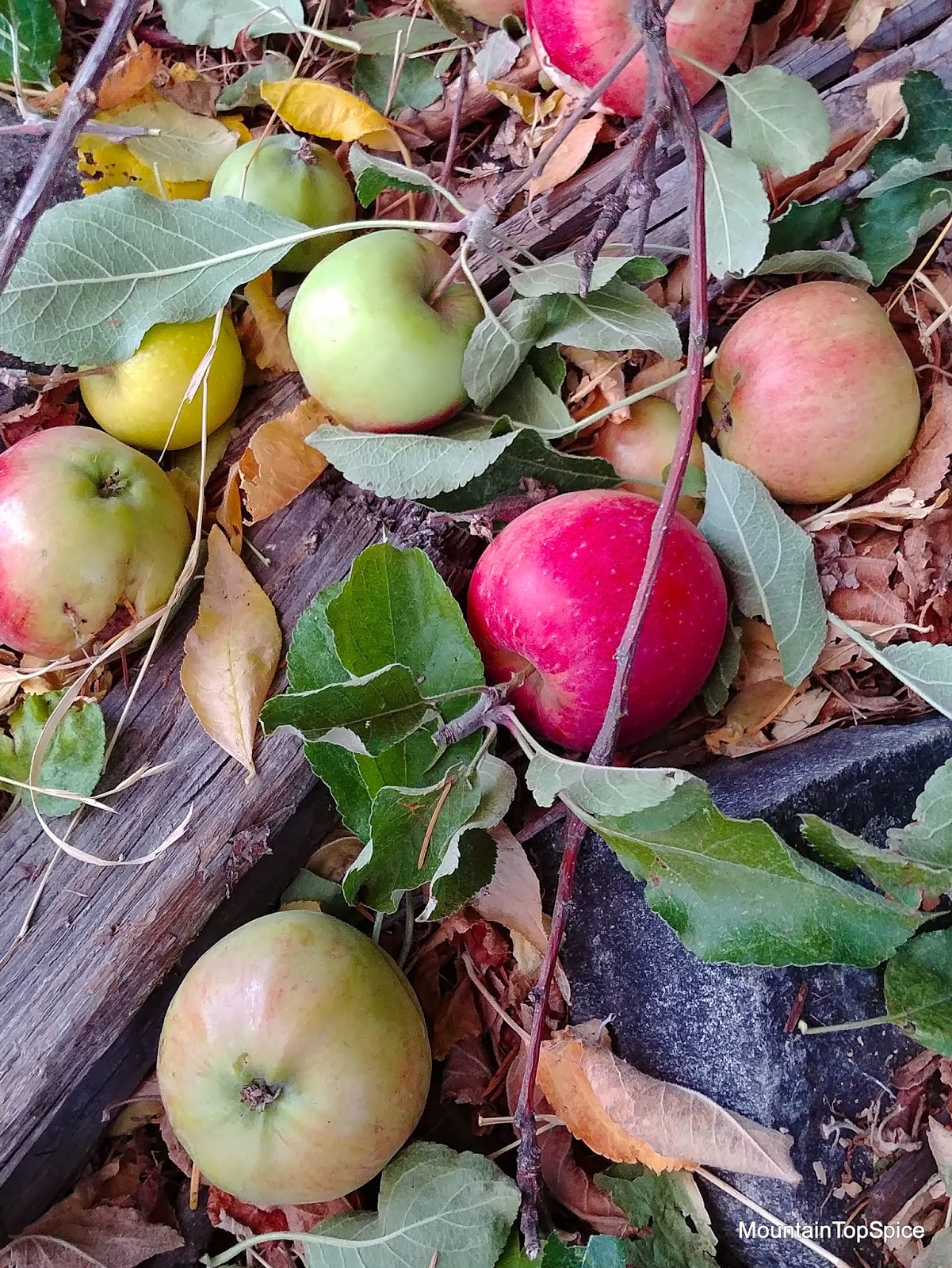 Fall Adventures | Mountain Top Spice