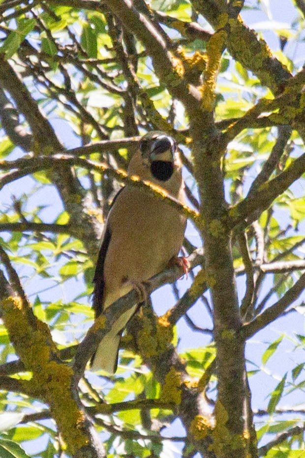 Birding Axarquia: Cuckoos and Hawfinches a Plenty!