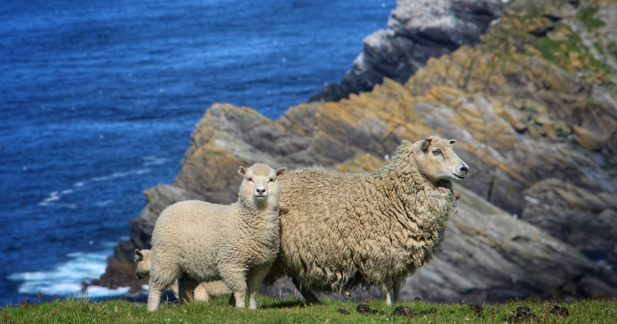 driftwool: 6th North Atlantic Native Sheep and Wool Conference
