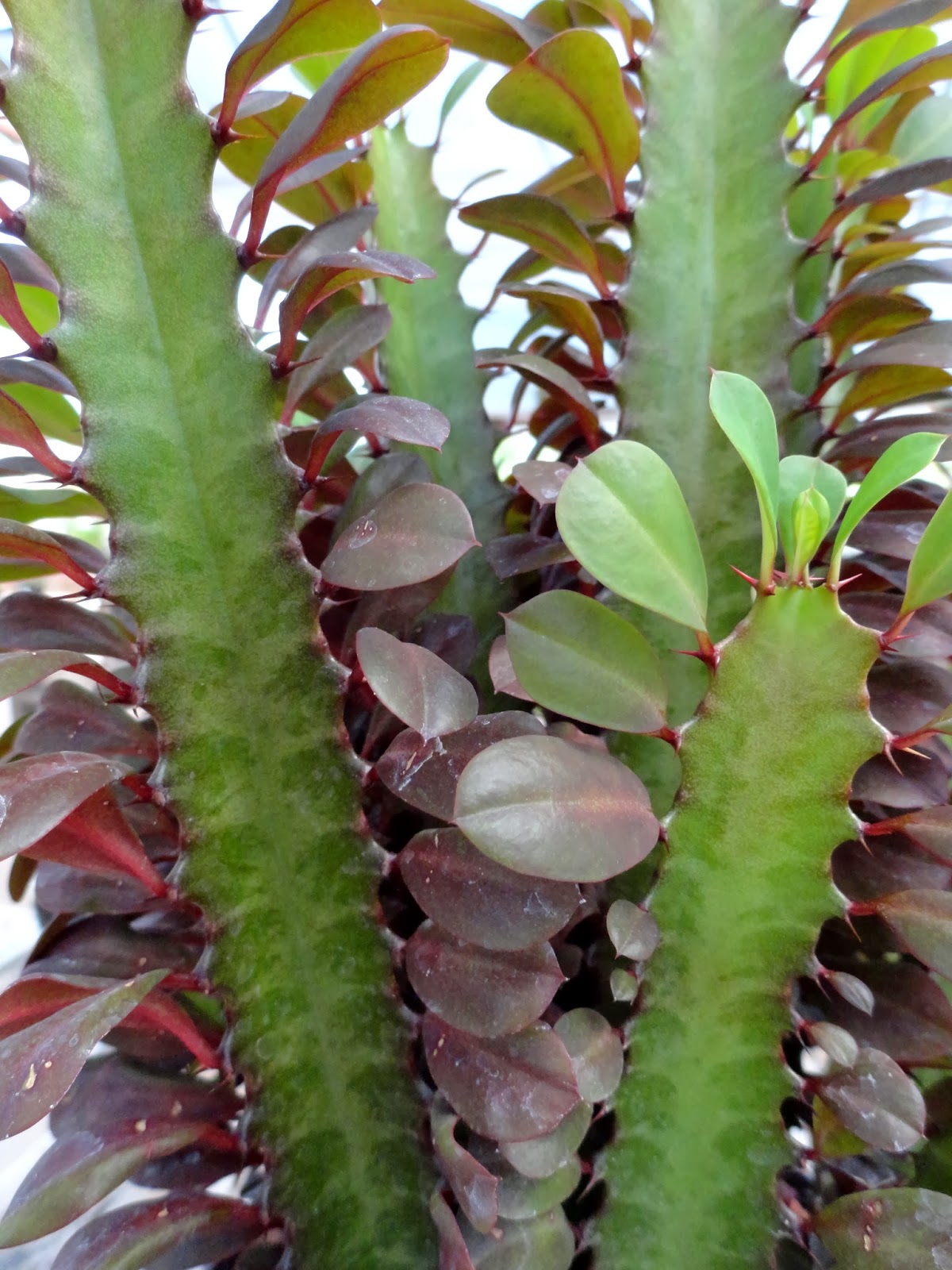 danger garden: Buffalo Bill’s Exotic Cactus Ranch, again (yawn….)