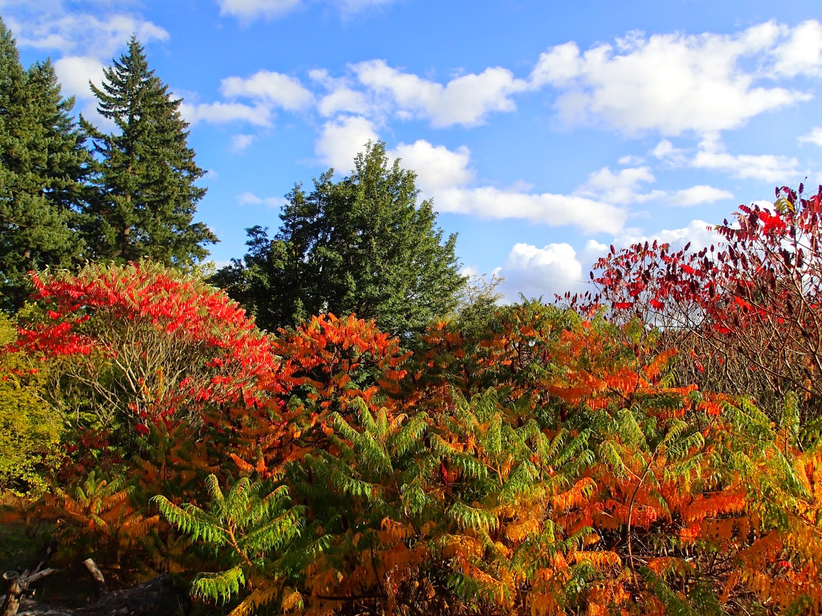 Casing Oregon: Portland's Washington Park: The Hoyt Arboretum