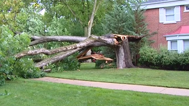 Seemorerocks: Trees - rotting from the inside