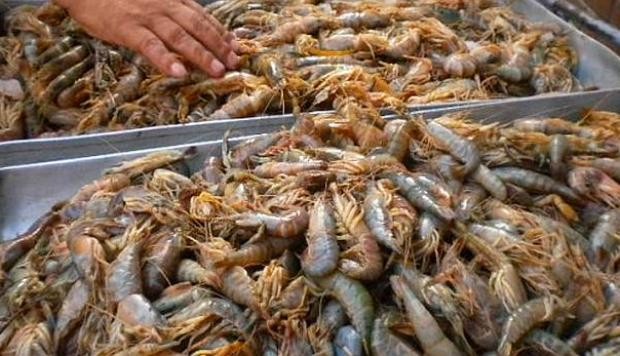 ANPP Animales y Plantas de Perú: Camarón de Río - Cryphiops caementarius