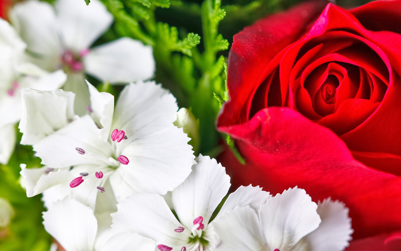 White Zannia HD Wallpapers | Latest HD Wallpapers