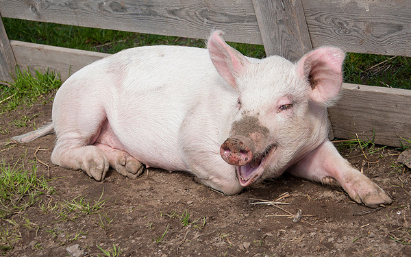 Pig Production: Gilt Management