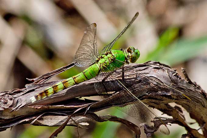 East Gwillimbury CameraGirl: Green Dragonfly/ Macro Monday