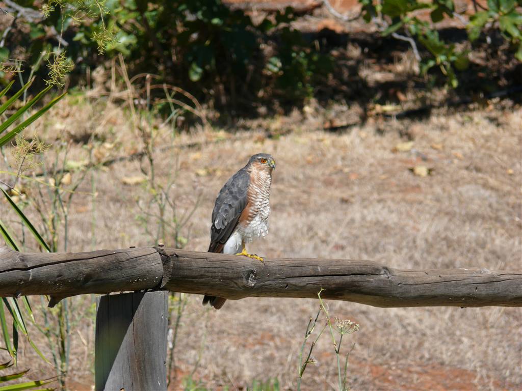 La Palma Birds: Sparrowhawk