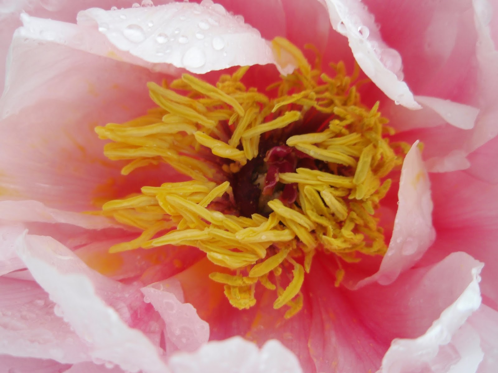 Chaos and Kanji: Location: Iwakuni-Jo Castle and Kintai-kyo Bridge