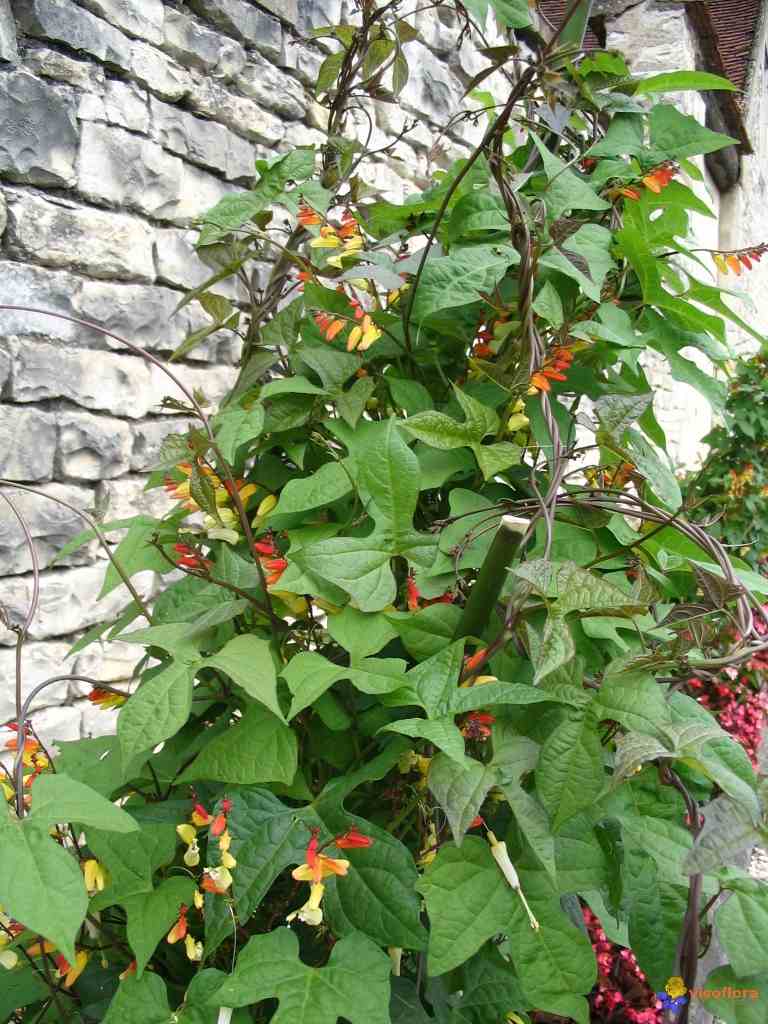 PlantWerkz: Firecracker Vine – Ipomoea Lobata