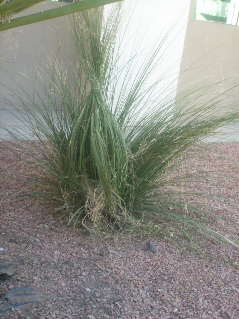 miizzmagdiizz1: Jardín Botánico