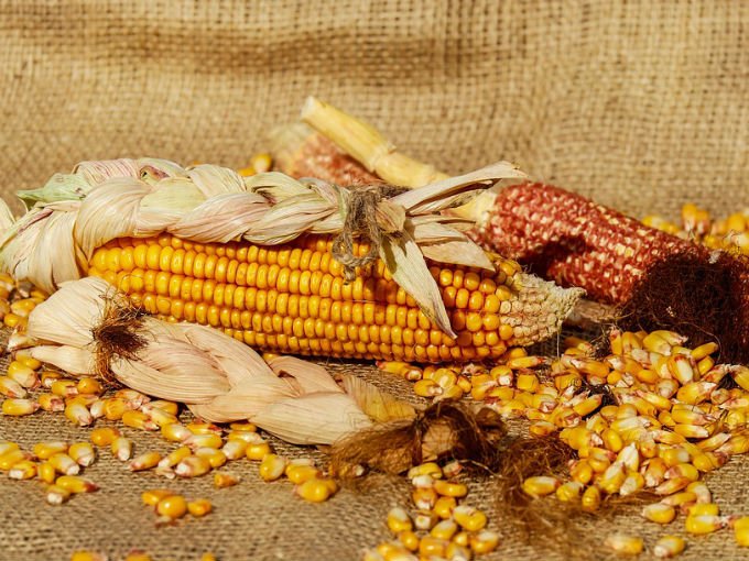 Casa del Virrey Hotel & Suites: ¿Ya conoces el oro de México?