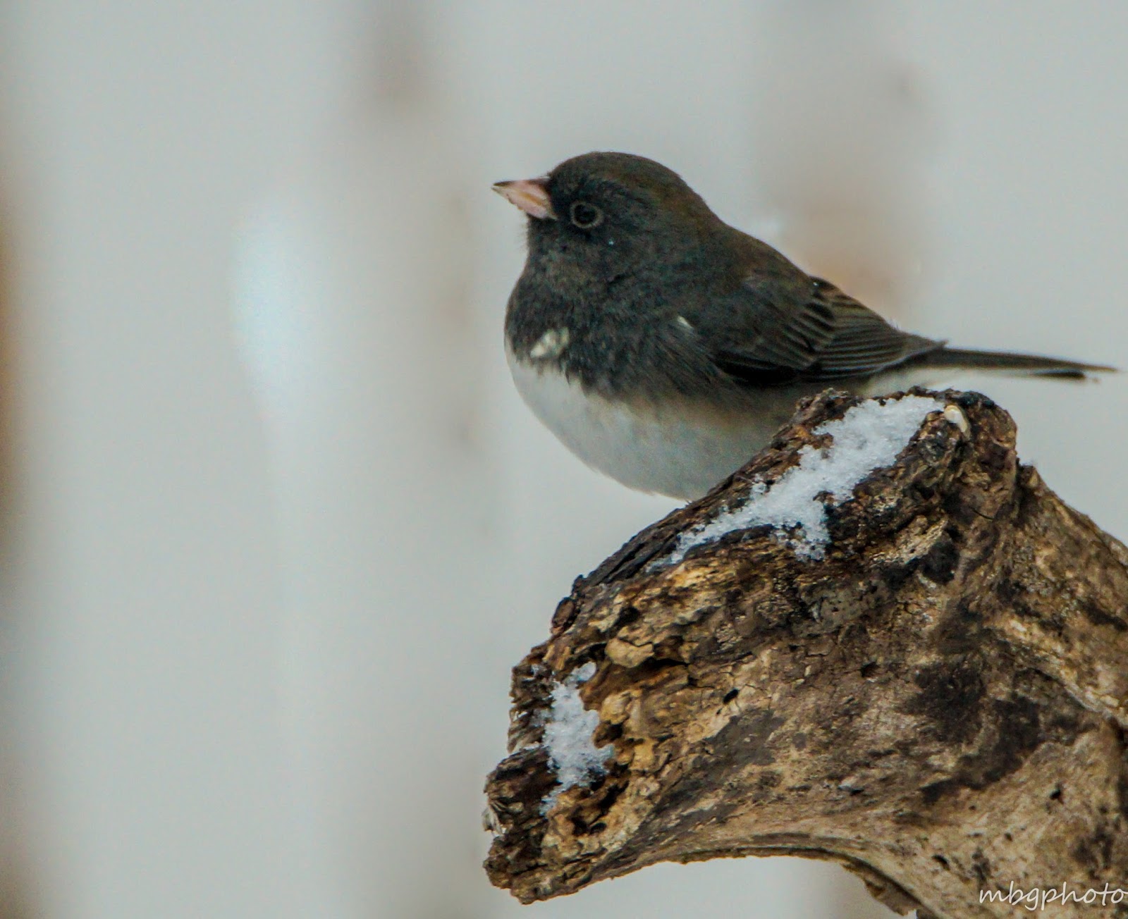 Review of Facts and Photos of the Dark Eyed Junco