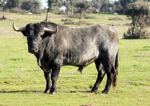 LOS TOROS Y EL PROGRAMA DEL CARNAVAL DEL TORO 2014 CIUDAD RODRIGO ...