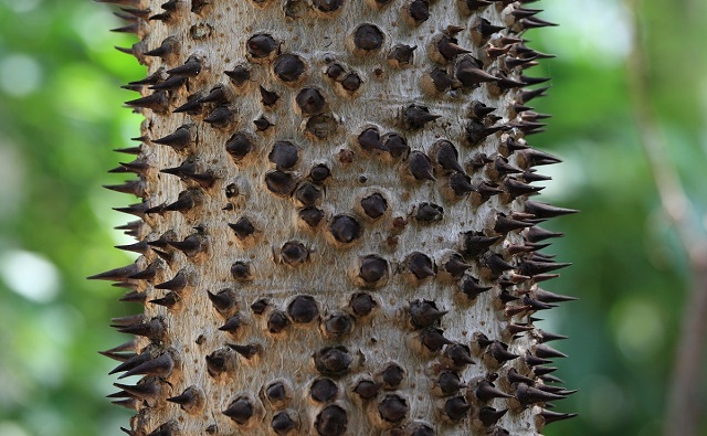 Jabillo: Hura crepitans | Plantas rioMoros