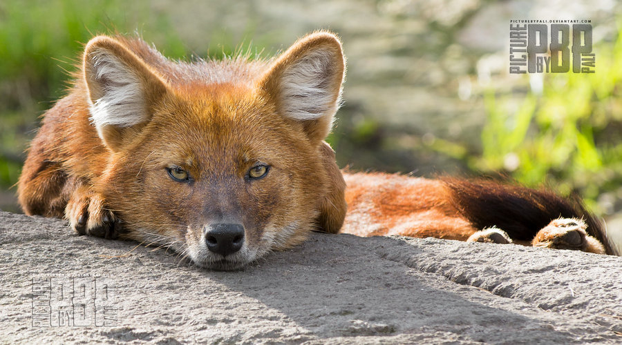 White Wolf : Meet The Amazing Looking Mountain Wolf (The Dhole) From Asia