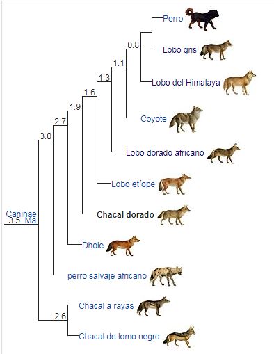CURIOSO POR NATURALEZA: TAXONOMÍA GÉNERO CANIS (Tribu Canini, Fam Canidae)
