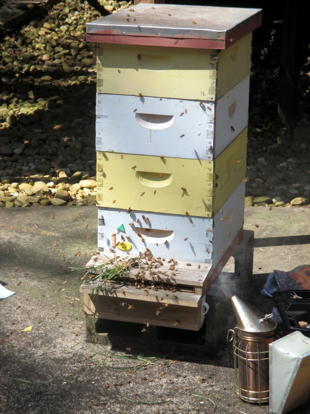 Linda's Bees: Moving Bees from Sebastian's House