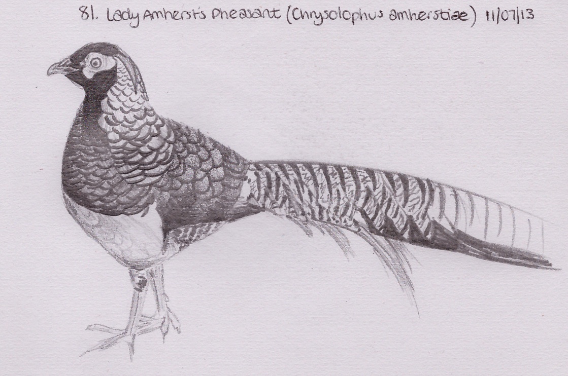 Learn.Draw.BIRD.: 81. Lady Amherst's Pheasant (Chrysolophus amherstiae)