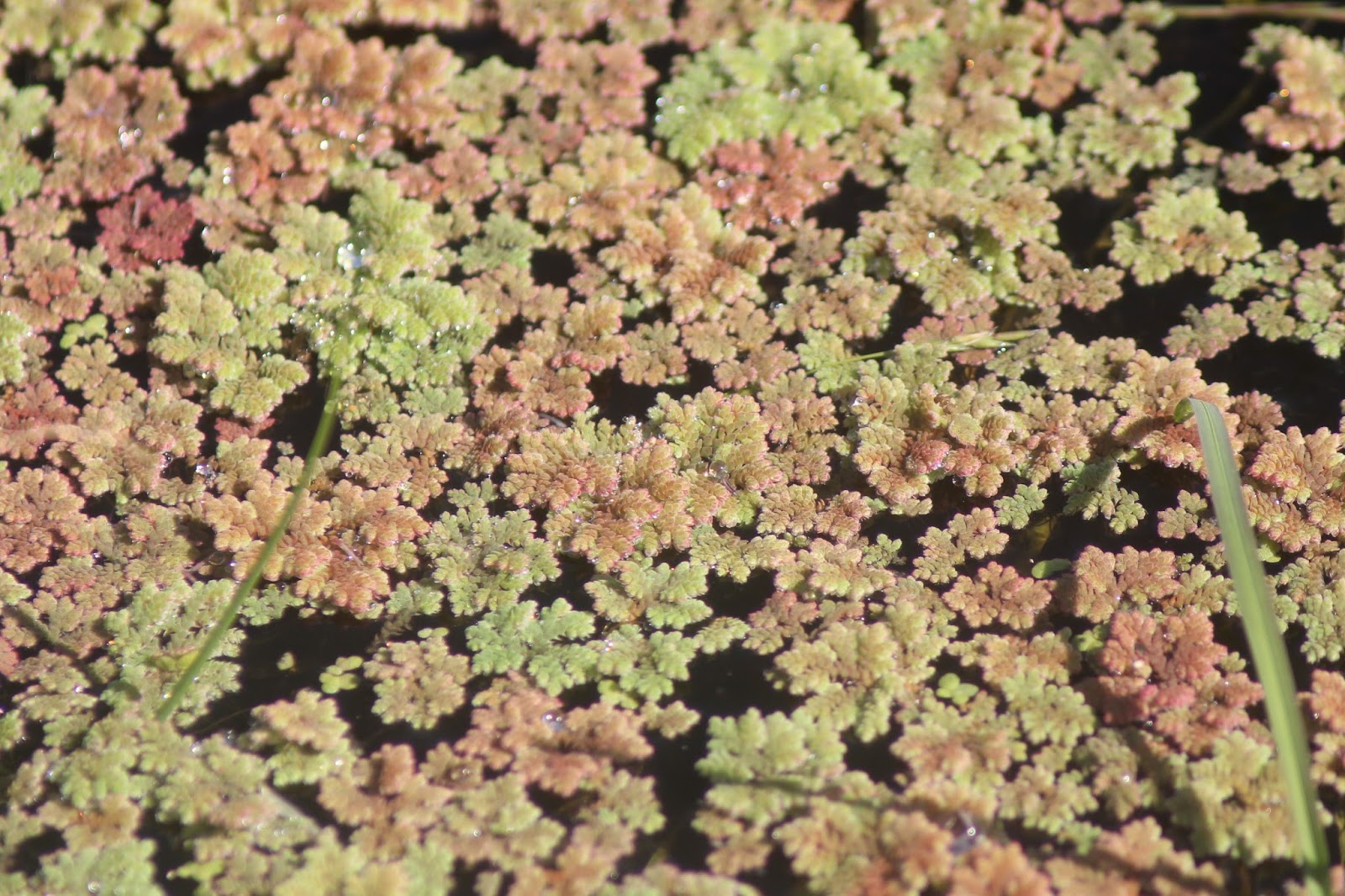 Cáceres al natural: AZOLA Y TÉGULAS ROMANAS EN LOS ARENALES