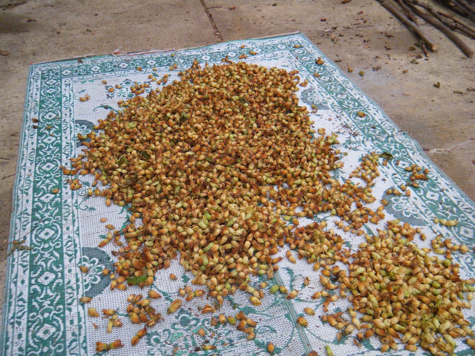 Ightham Mote Cobnuts Project: A Good Year for the Cobnut Plat