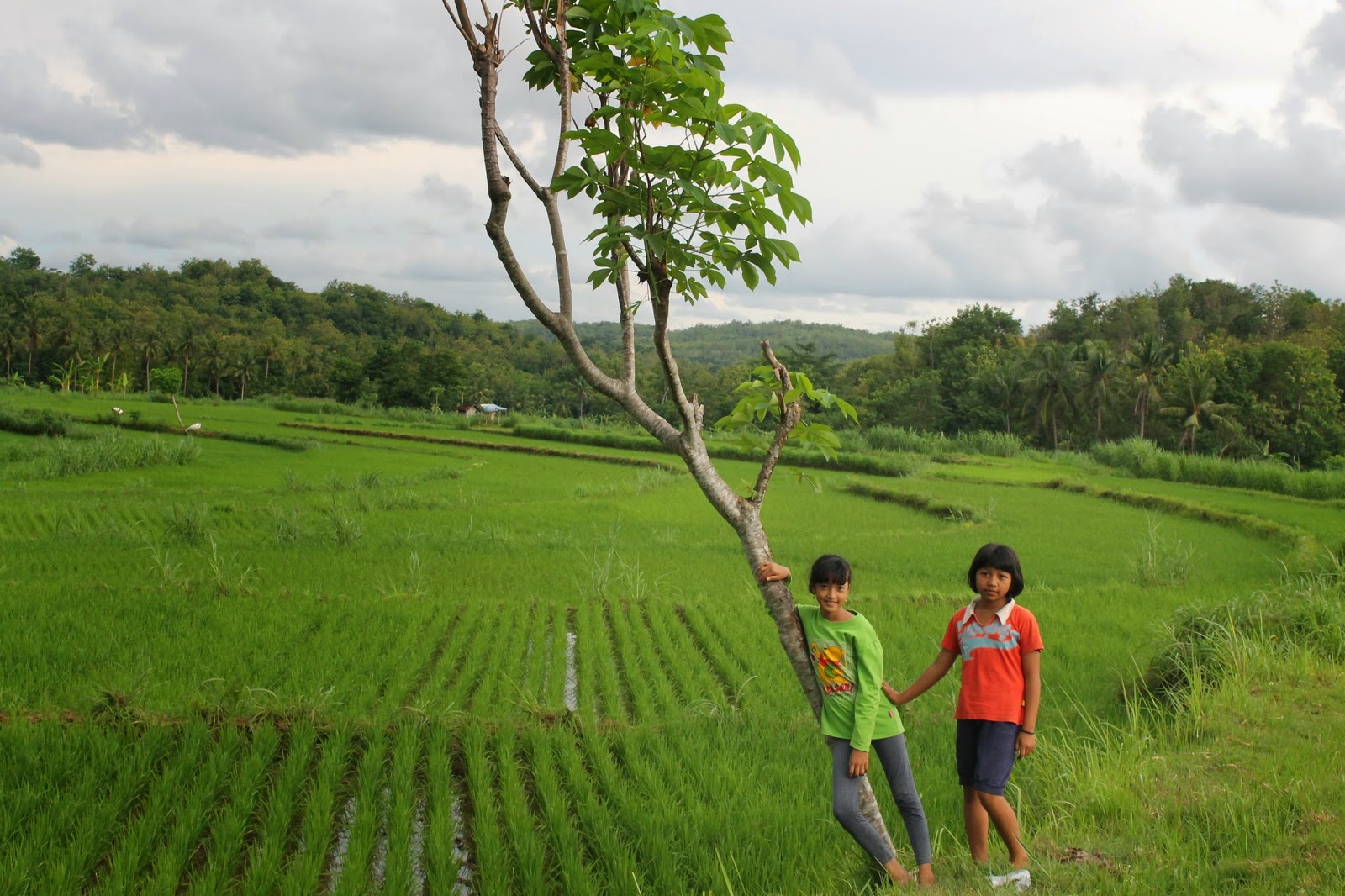 Desa Wisata Pengkok: Hamparan Sawah Nan Hijau