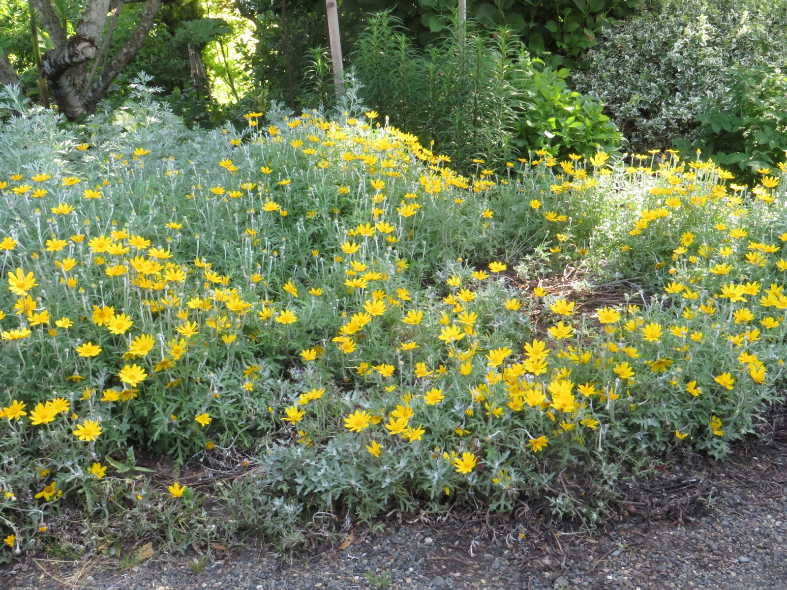 Take Five: Five Plants that Perform