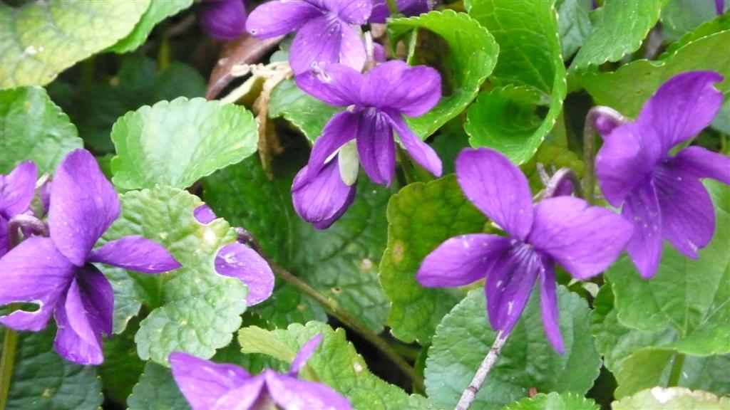 papavero di campo: Aria di primavera. Violette narcisi fiori di ...