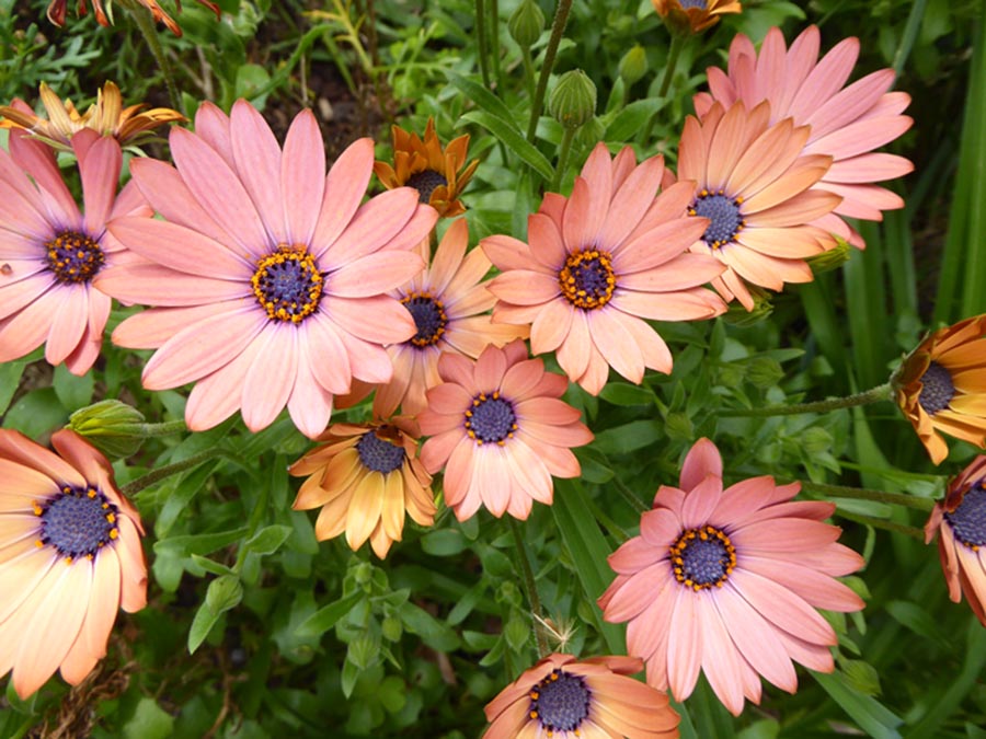 mycamerandme365: A Few More Daisies!