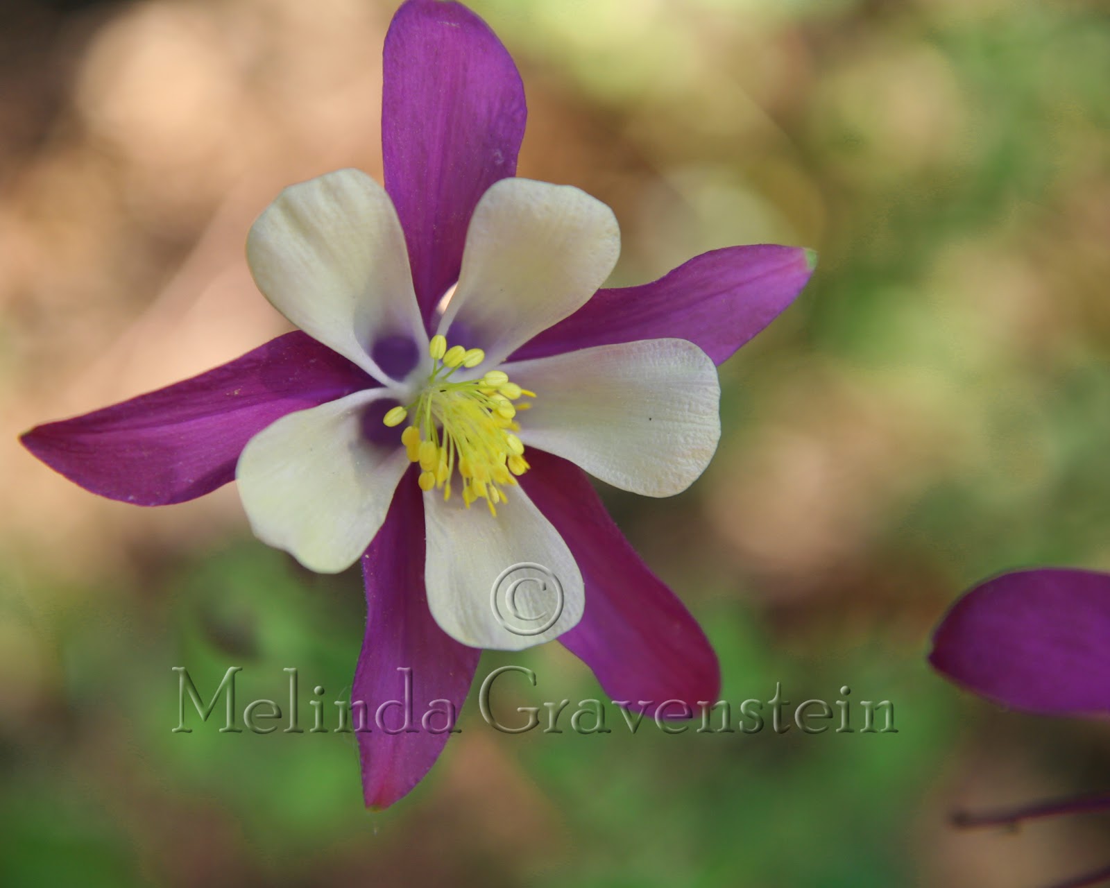 Looking Through Rose Colored Glasses Columbine looking-through-rose-colored-glasses-columbine