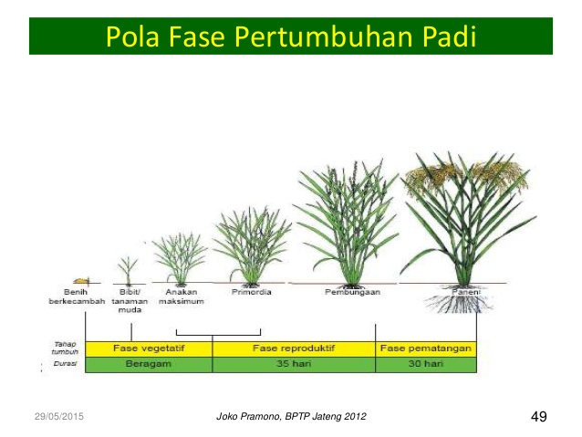 Mari Berbagi Pengetahuan Biologi: Pertumbuhan Dan Perkembangan Pada ...