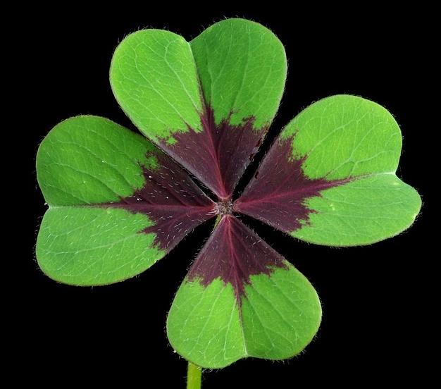 La vuelta al mundo: FIGURAS GEOMÉTRICAS EN LA NATURALEZA