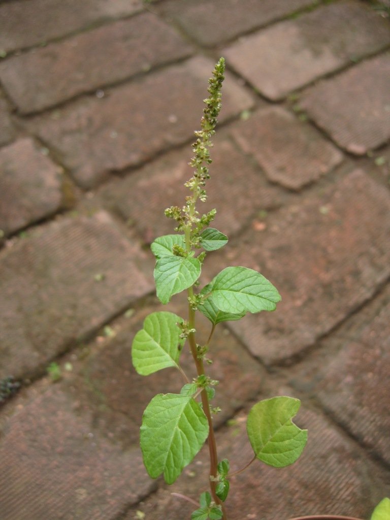 Imfino, Morogo, Muroho: Africa's Traditional "Leafy Greens"