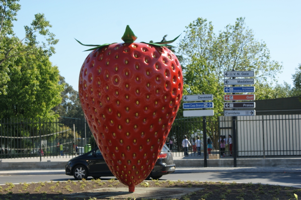 O Morango de Canidelo | Plantas aromáticas, medicinais e condimentares