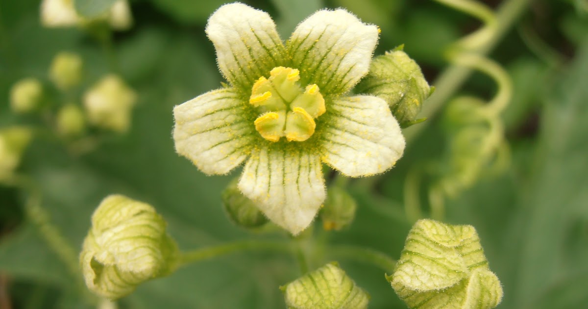 NUEZA: Bryonia cretica subsp. dioica | Plantas rioMoros