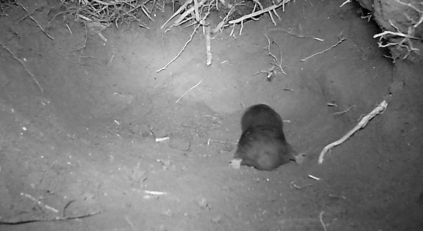 Remote Camera Trap - South Africa: Rolling With The Golden Mole
