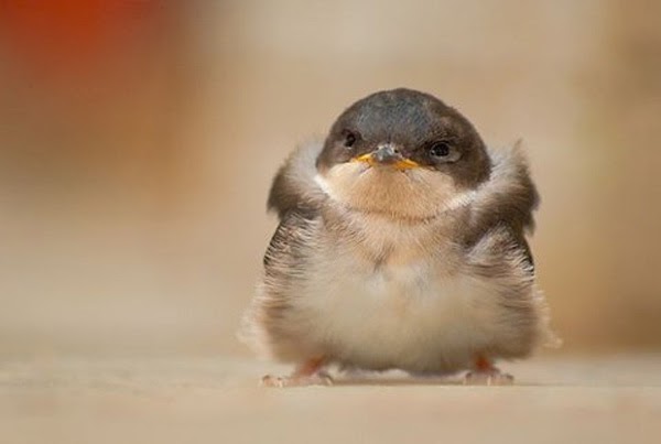 Round 'n' Cute: Fat little birds looking moody special