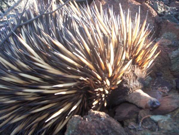 ENCYCLOPEDIA OF ANIMAL FACTS AND PICTURES: PORCUPINE