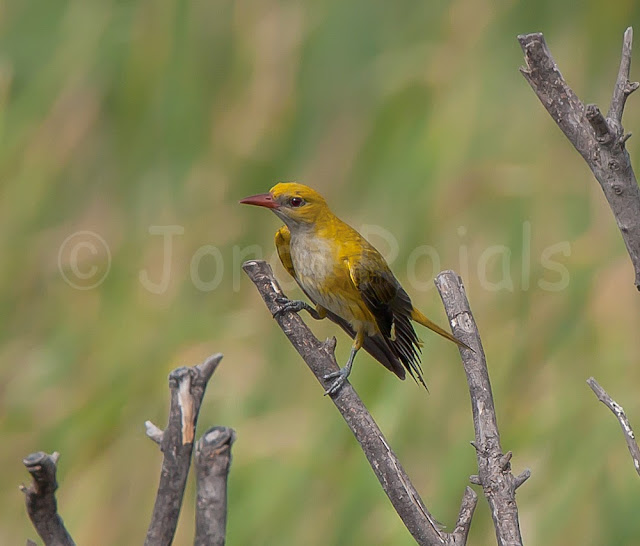 NATUREPHOTO: de març 2011