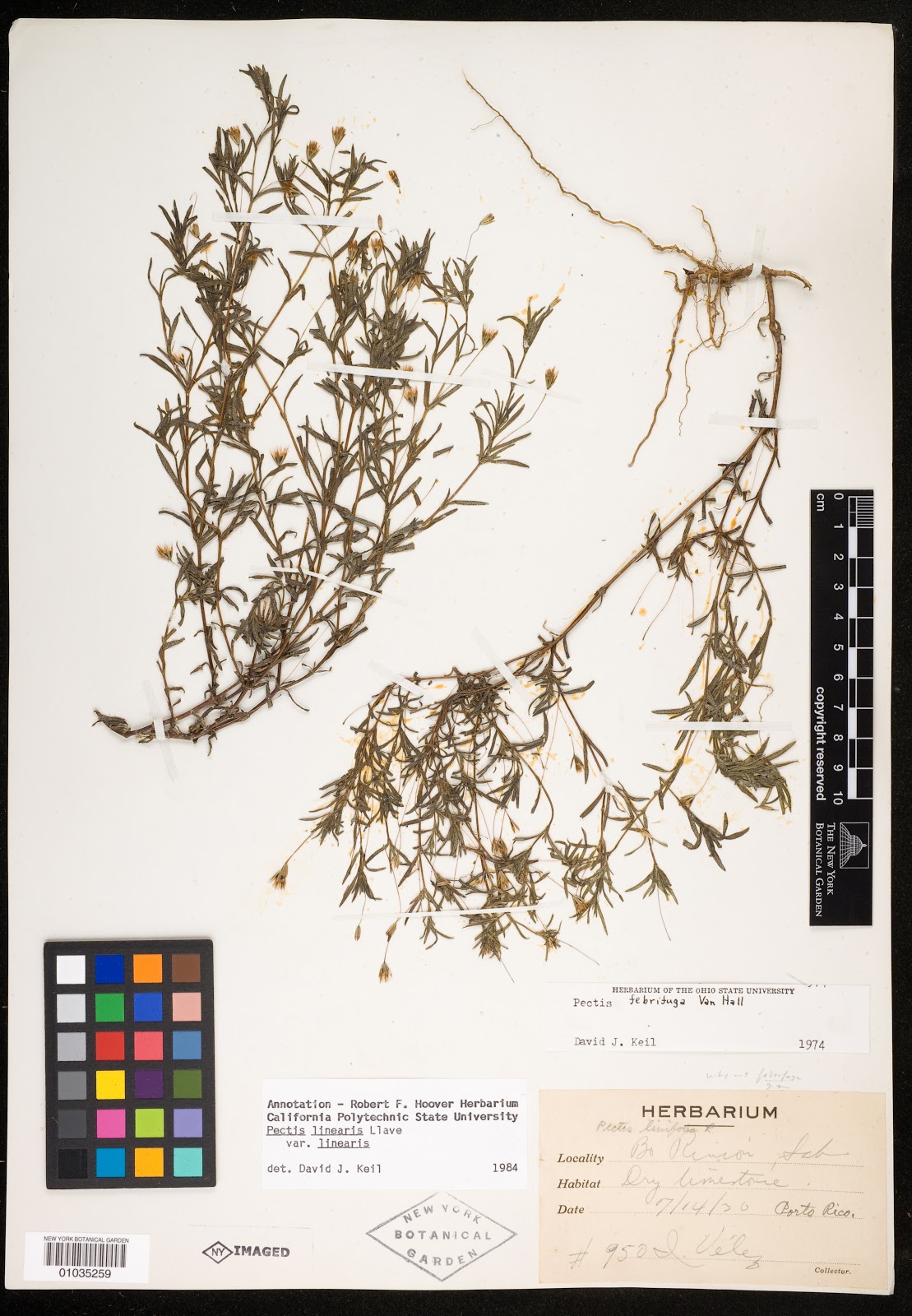 PLANT FAMILIES OF PUERTO RICO AND FLORIDA PAPO VIVES: ASTERACEAE TRIBU ...