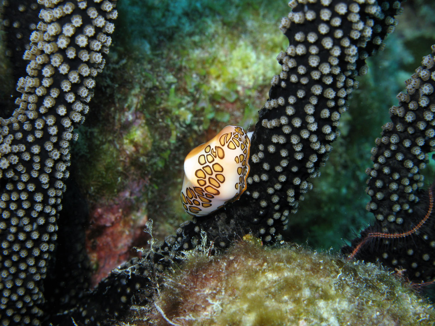 Rambling Jill: Marine Mollusks