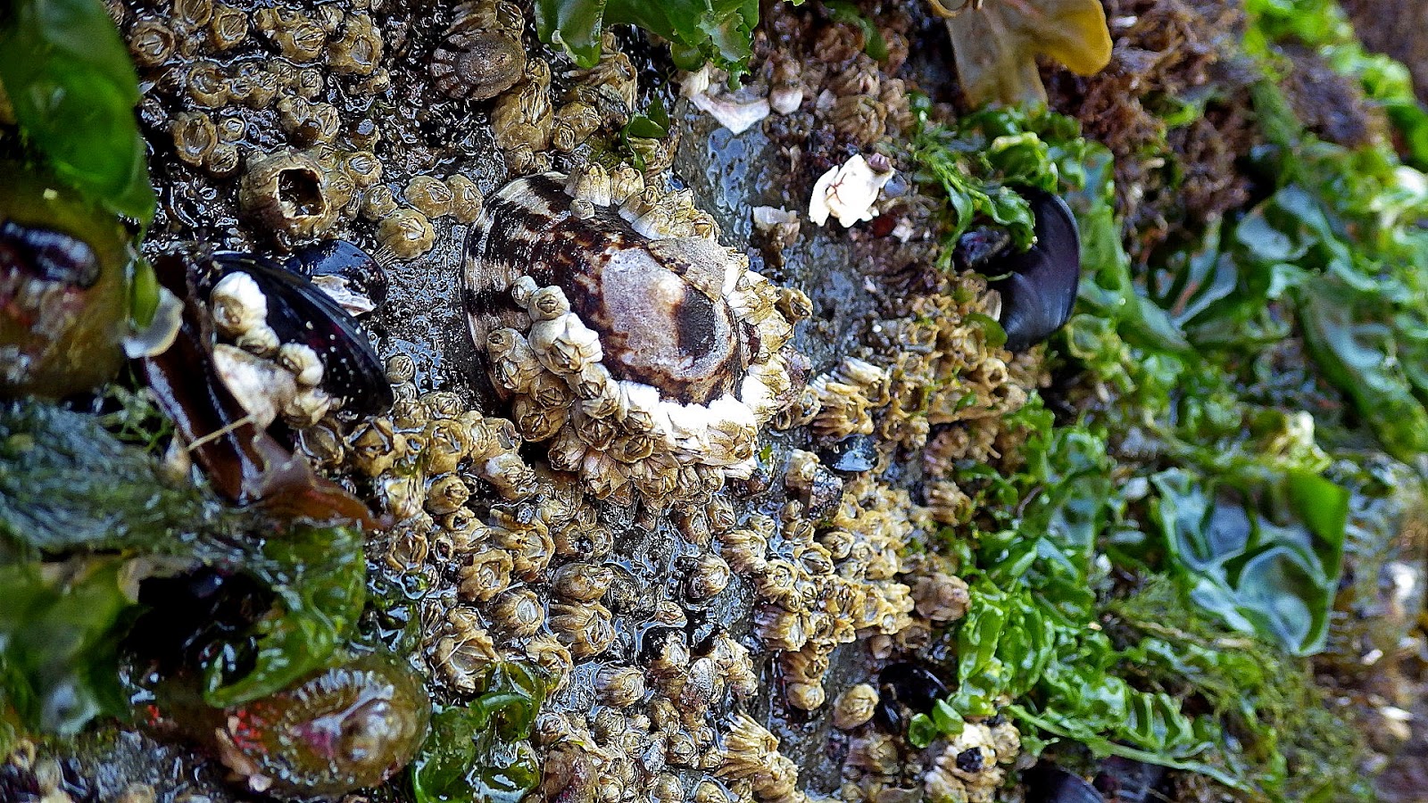 Buzz's Marine Life of Puget Sound: Pile Worm Takes a Stroll in the Sun