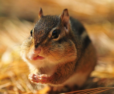 10 Contoh Hewan Mamalia Beserta Gambar Dan Penjelasannya - SemuaContoh