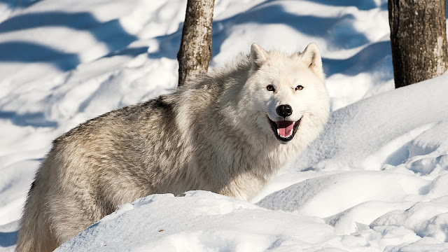 White Wolf : 17 Pictures Of Happiest Wolves Who Show The Best "Smiles"