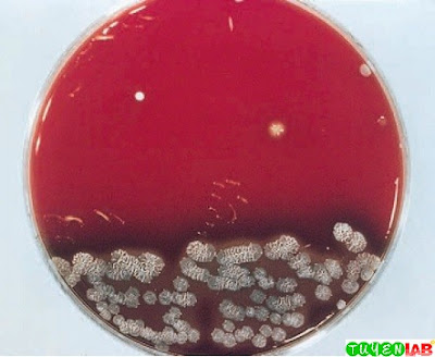 [Microbiology] Atlas of Nonfermenting and Miscellaneous Gram-Negative ...