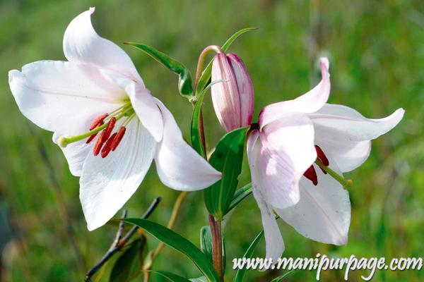 Flora of India: State Flowers of India