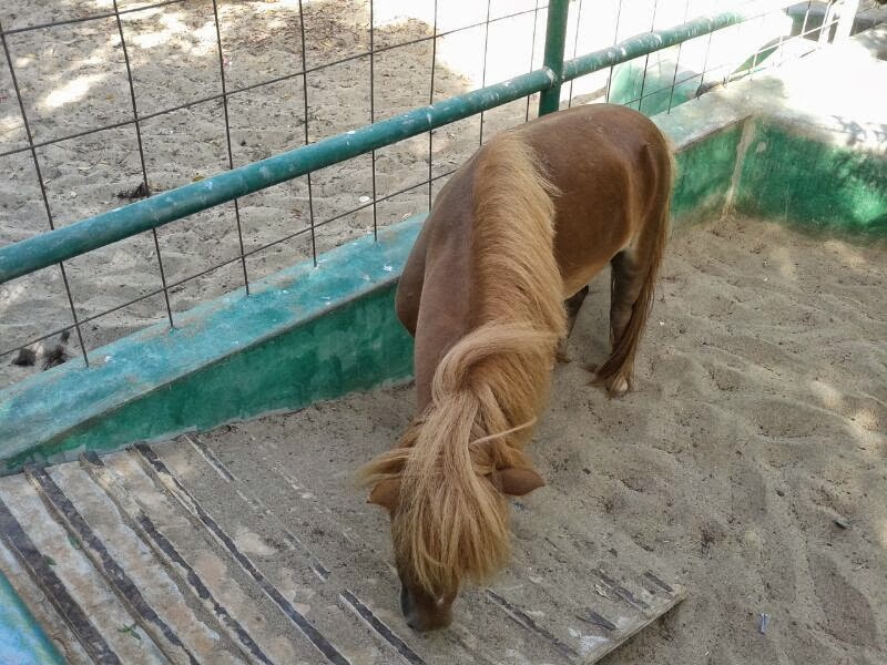 Mumbaikars In Muscat: A visit to Barka Zoo