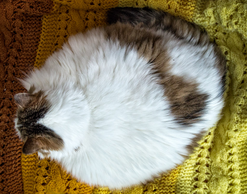 The AC is On: We Have Cat