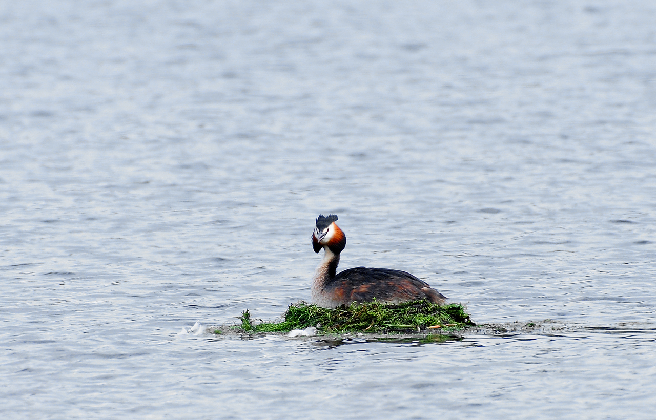 Jozef van der Heijden - Natuurfotografie: Fuut en Geoorde Fuut