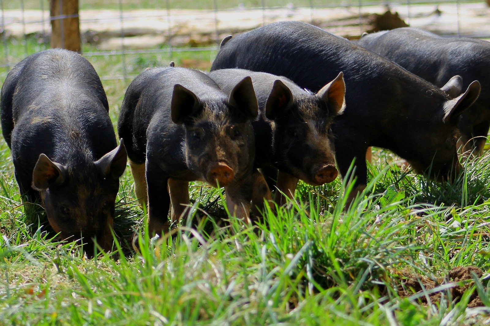 Farm & Family: Pig wrangling 101